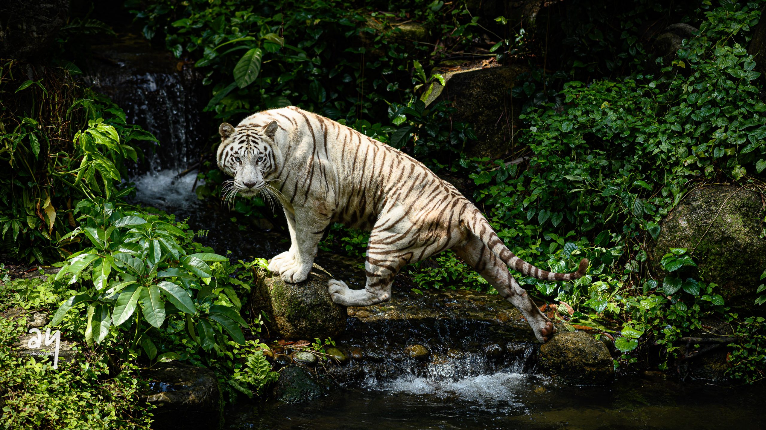 Endangerous white tiger flexing musscle by the waterfall – Albert Yap's ...